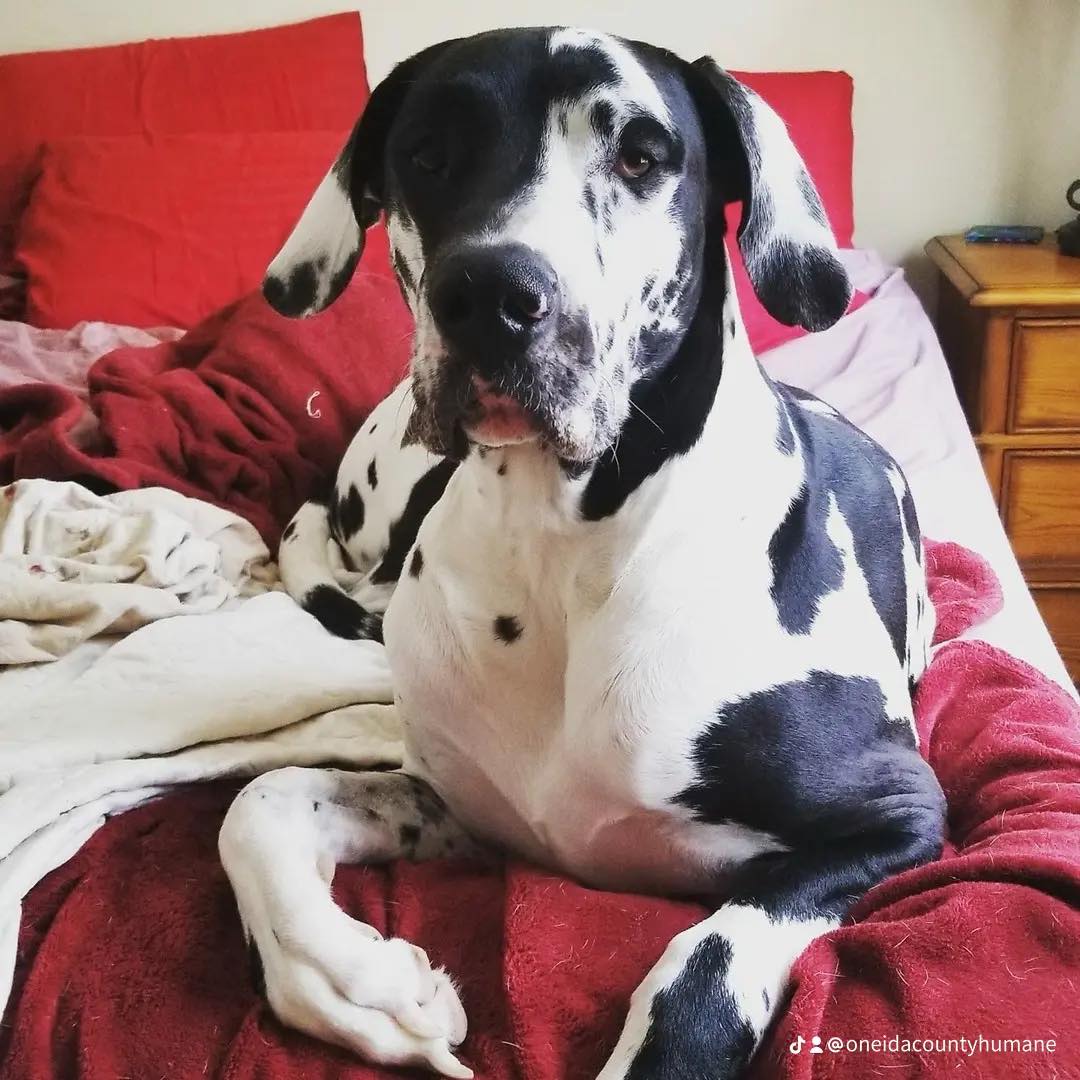 Oneida County Humane Society | Humane Society of Oneida County