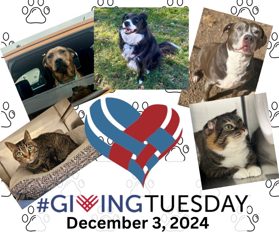 Oneida County Humane Society | Humane Society of Oneida County