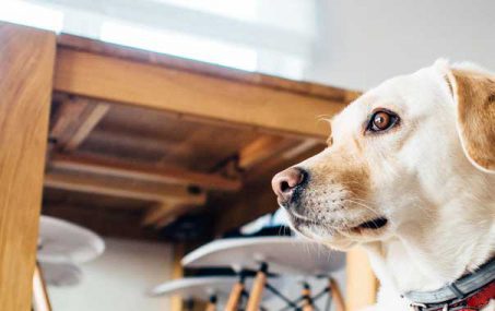 Dogs | Oneida County Humane Society
