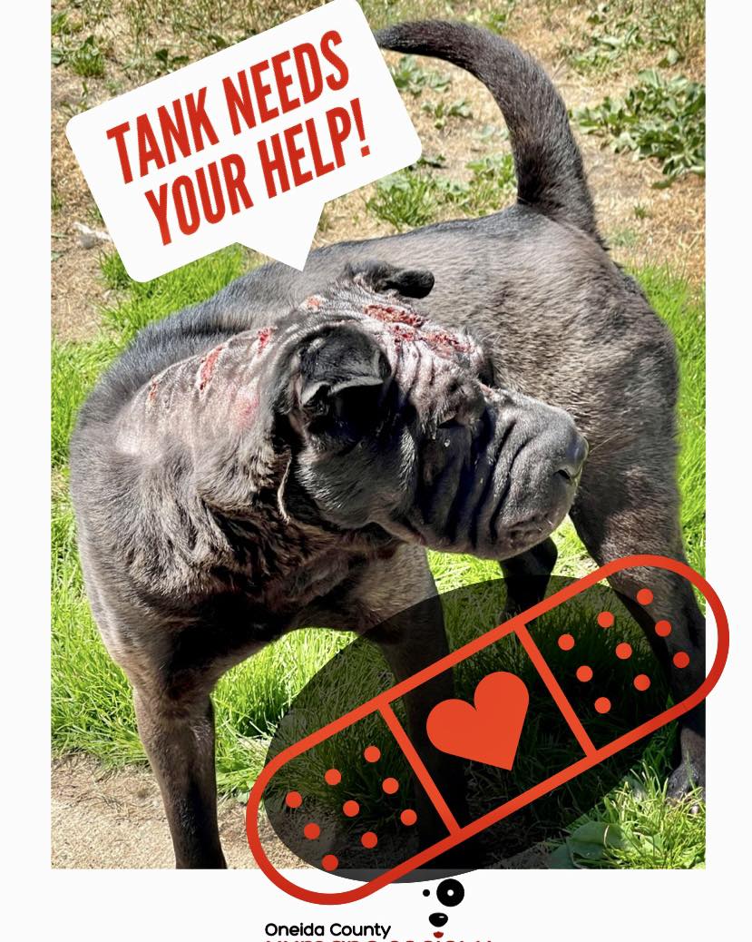 Oneida County Humane Society | Humane Society of Oneida County