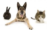 Adoptions | Oneida County Humane Society