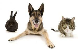 Adoptions | Oneida County Humane Society